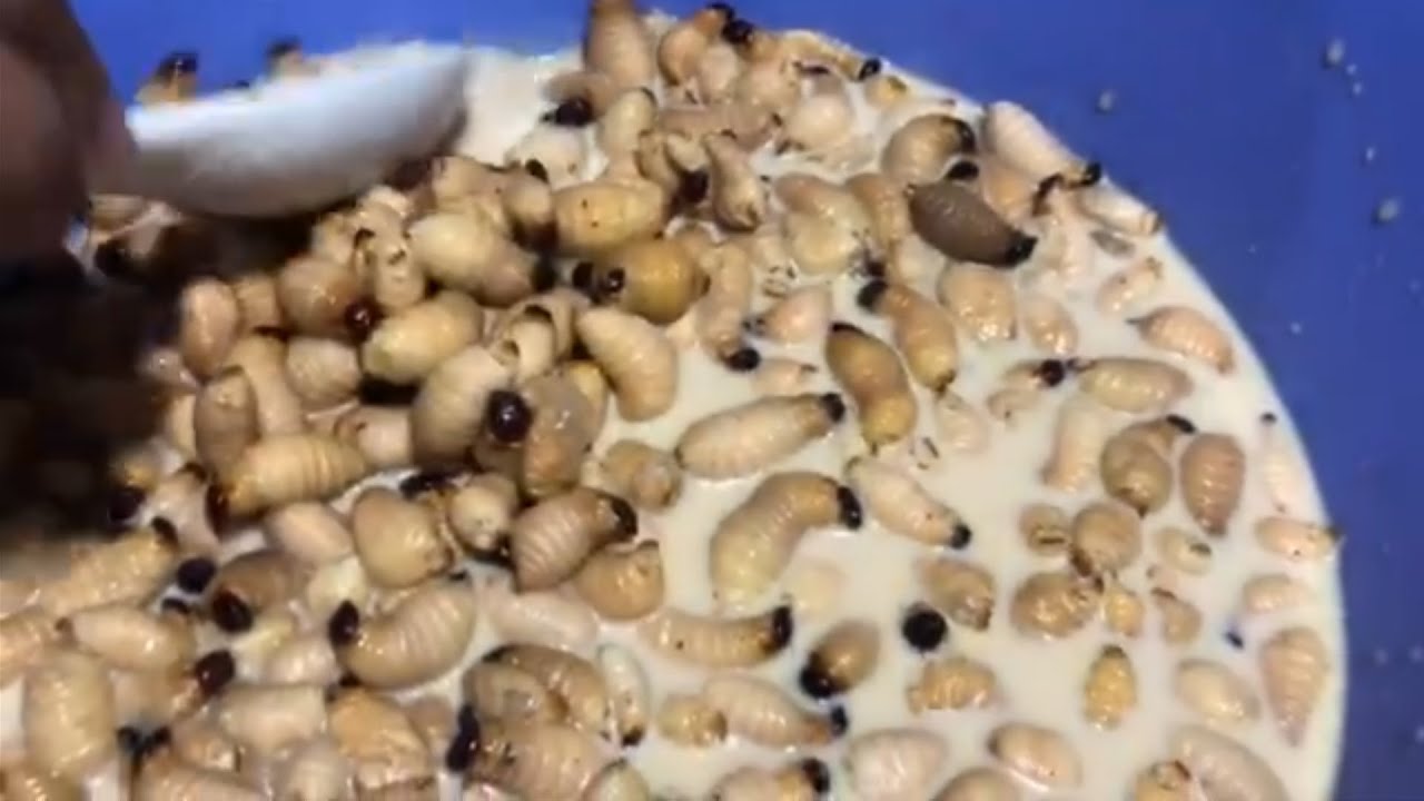 Ep# 21 | Eating Coconut Worms Alive with Chili Sauce - Eating Show ...