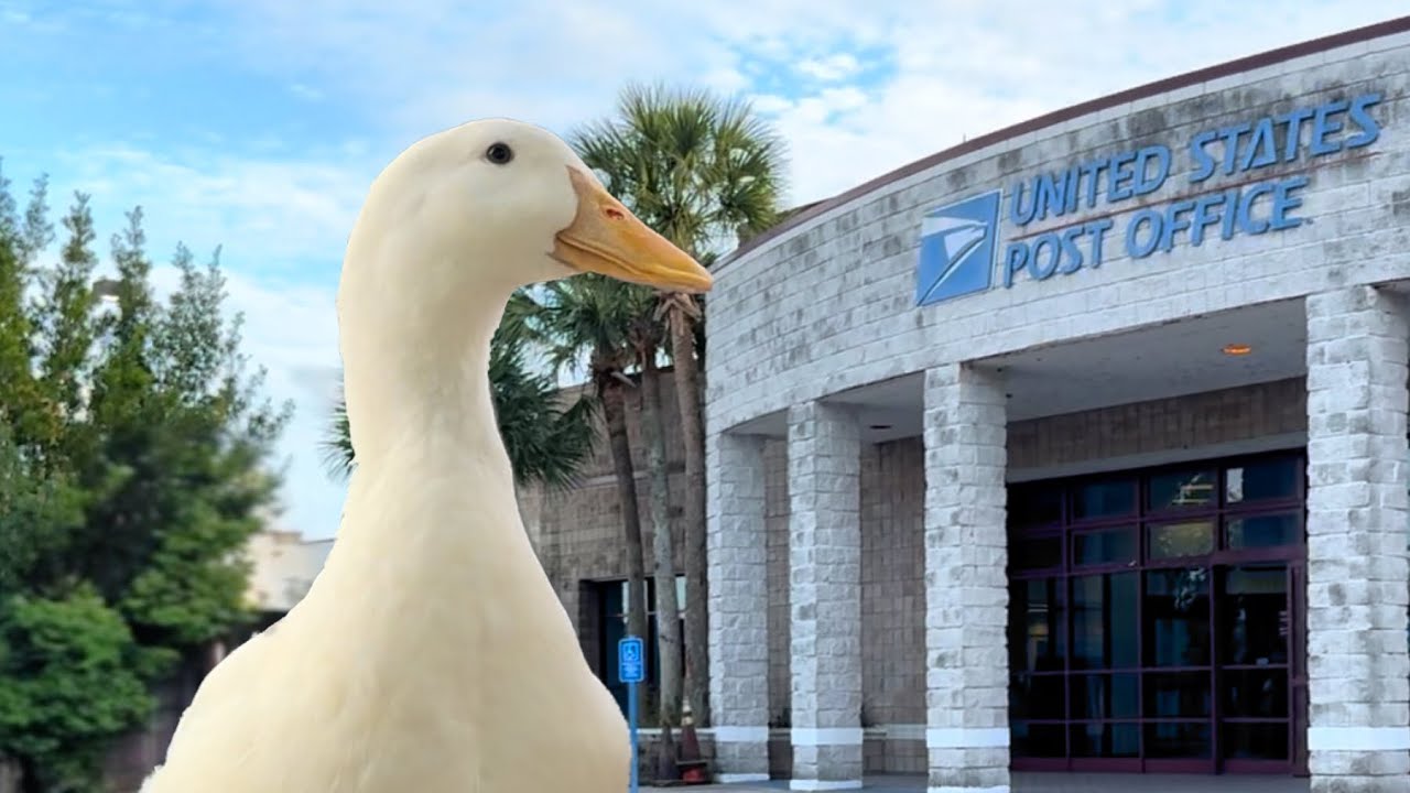 I took my duck to the Post Office - YouTube