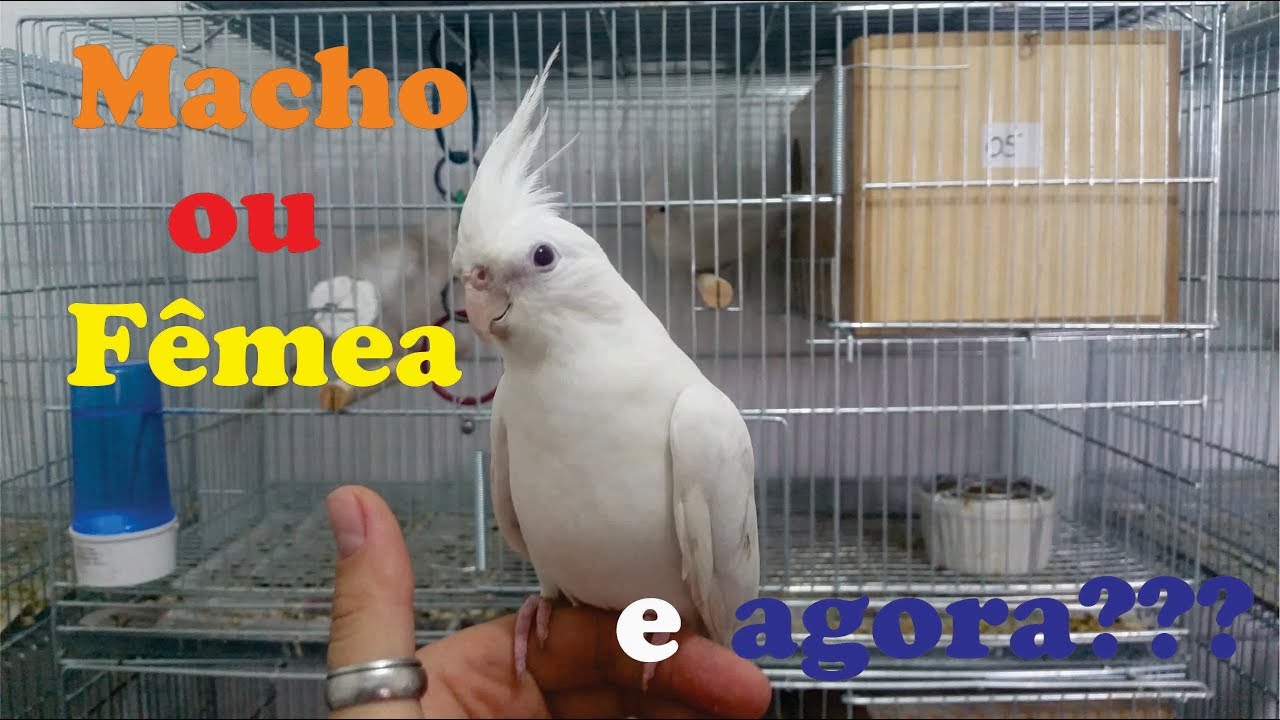 Como saber se a calopsita é Macho ou Fêmea??? - YouTube