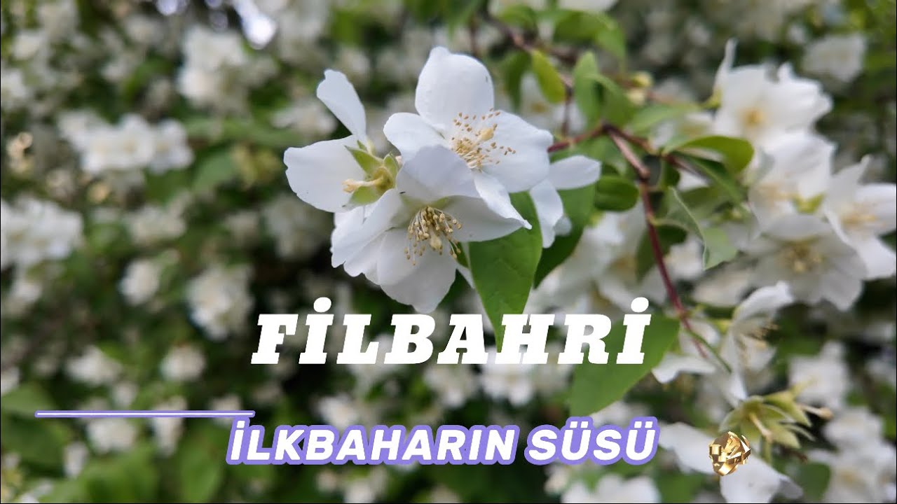 İlkbahar’ın süsü Filbahri çiçeği - YouTube