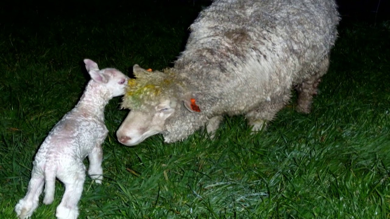 Felting Lustre Mutant Sheep - YouTube
