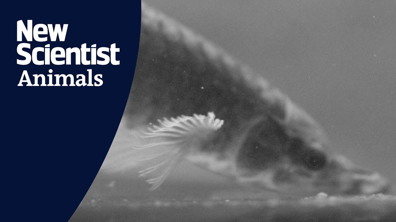 Bizarre hingemouth fish can extend its mouth to make a kind of trunk ...