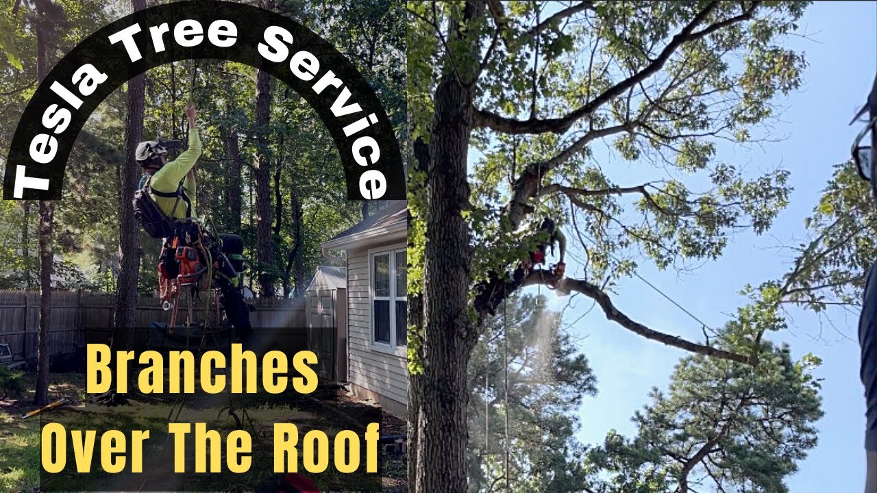 How we cut down the tree branches over our roof! - YouTube