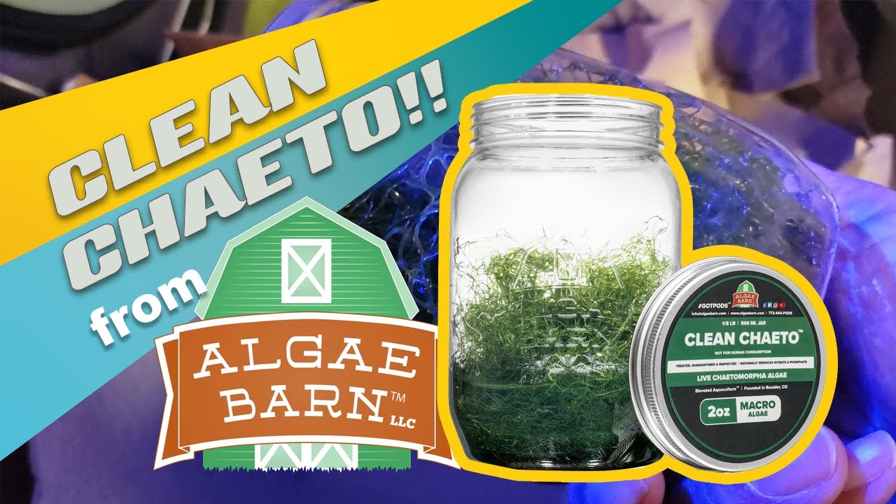 Clean Chaeto from Algae Barn Review - YouTube