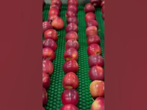 We are in full force packing your favourite Red Prince Apples! - YouTube