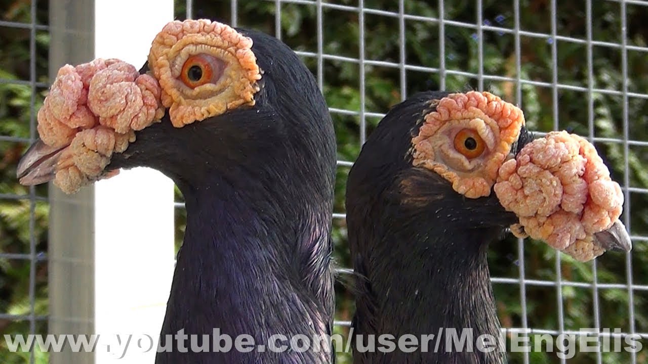 Black English Carrier Pigeon - YouTube