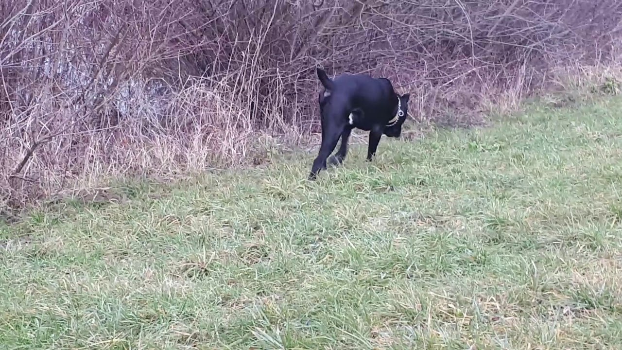 Cane corso or cow - YouTube