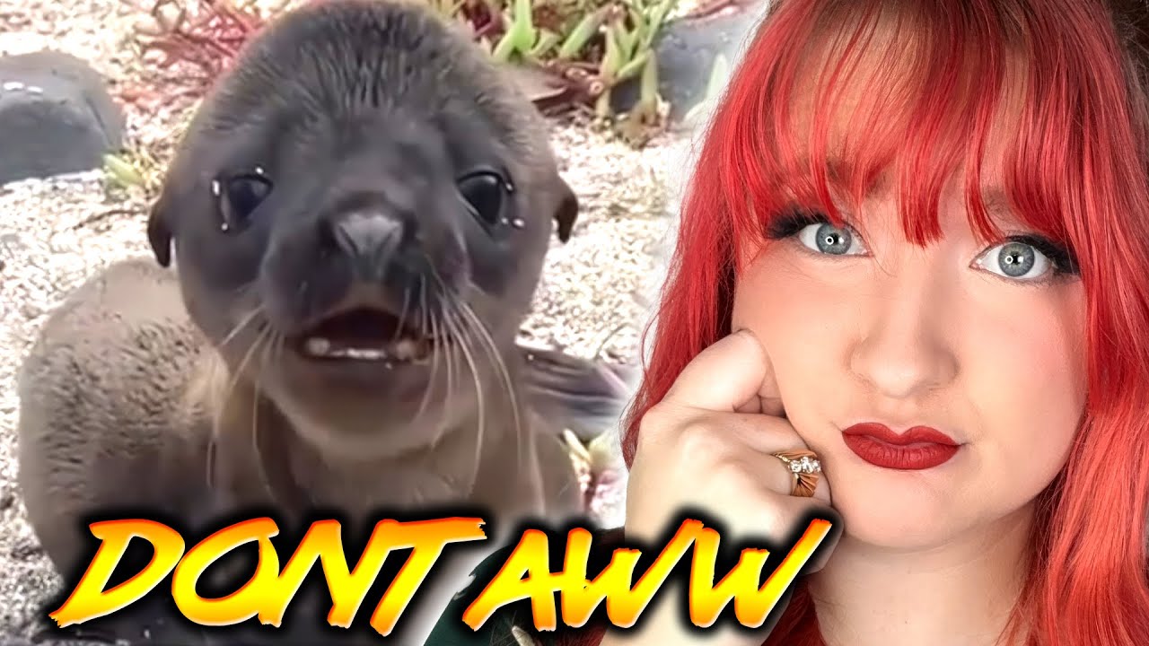 It's official, i'm crying! | Try not to AWW | 40 - YouTube