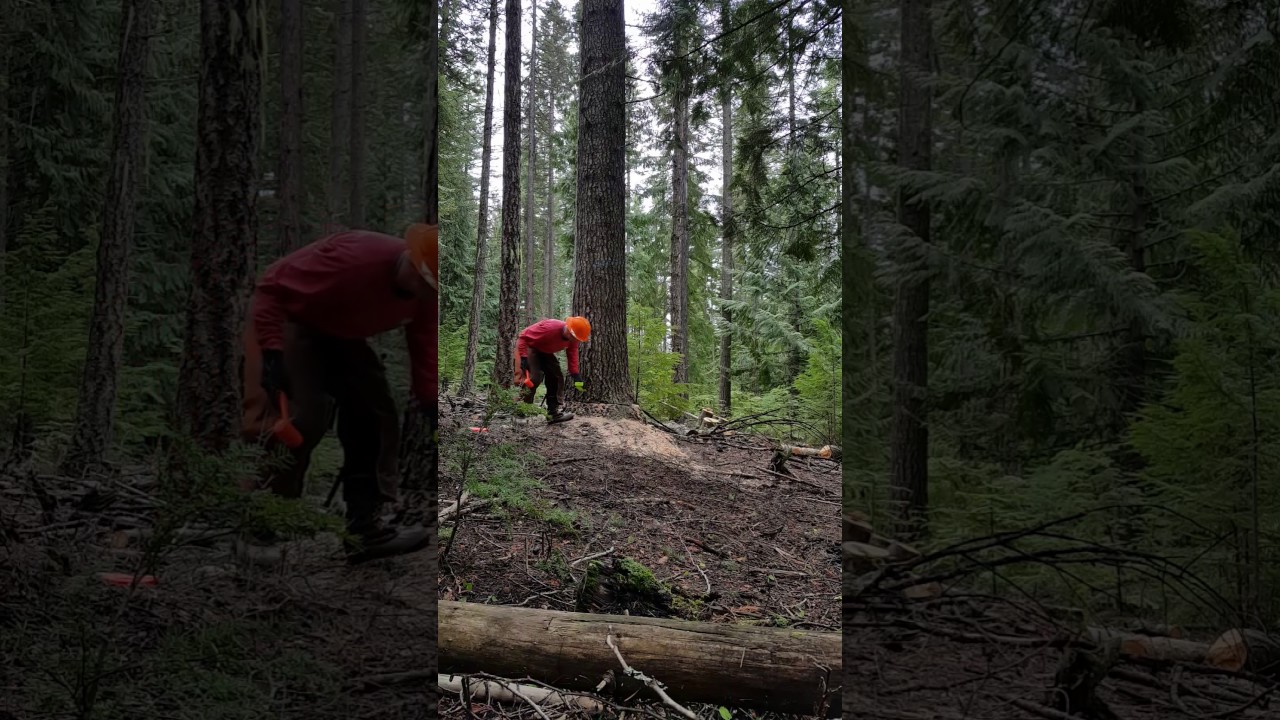 Grand Fir - root rot and a few broken tops. - YouTube