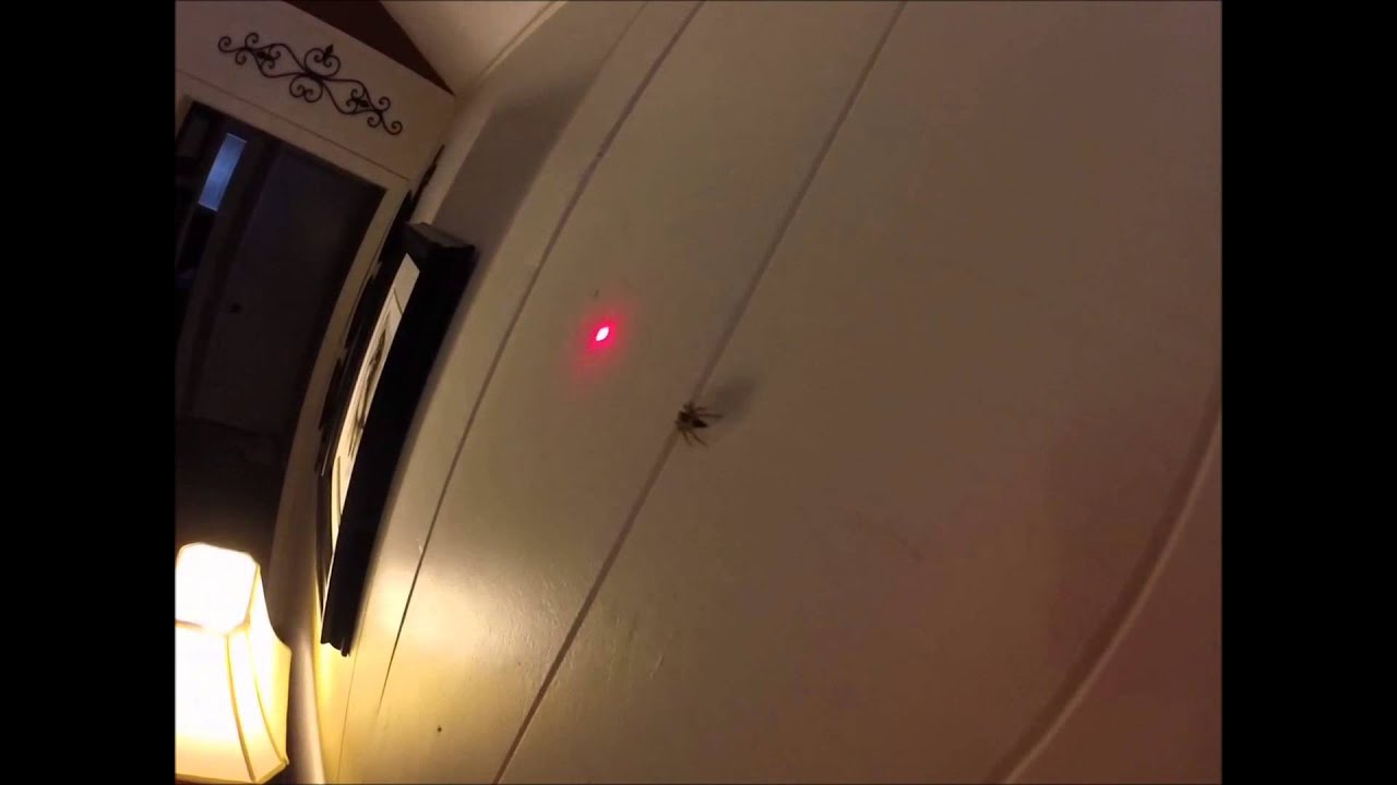 Jumping Spider Chases Laser - YouTube