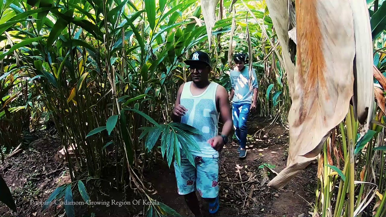 Pooppara - Village in Kerala - YouTube