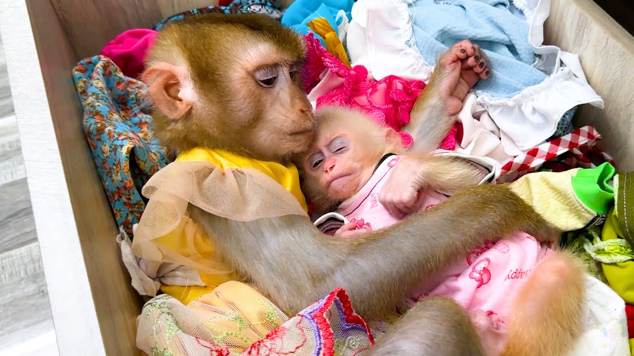 Monkey Kaka cuddling baby monkey Mit is so cute while sleeping - YouTube