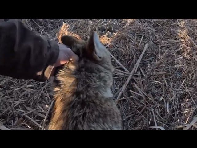Coyote Trapping In Missouri Trappingday 17coyote Number 9 Youtube Big