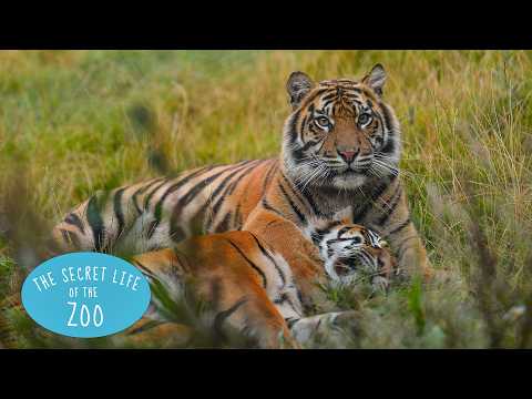 Queen of the Jungle: Single Tiger Mother's Wisdom and Love | The Secret Life of the Zoo