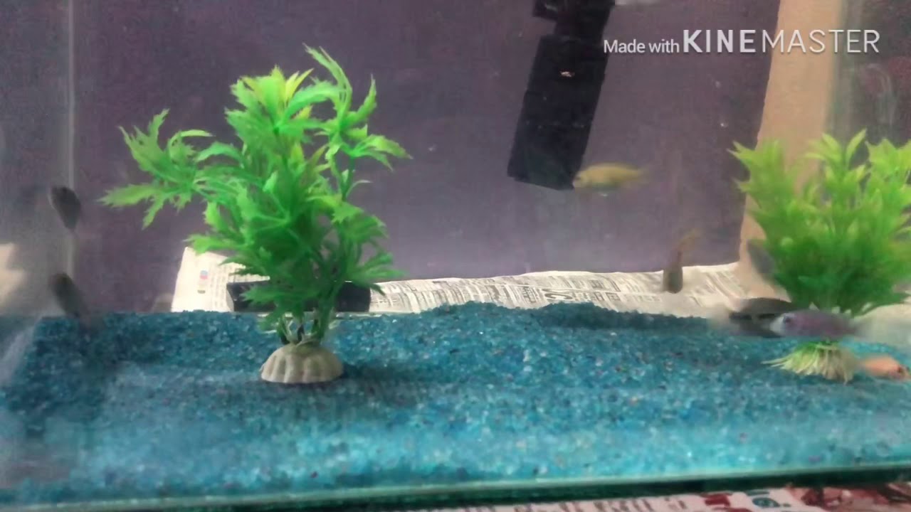 Community fish tank an setups for flowerhorn an chiclet fish - YouTube
