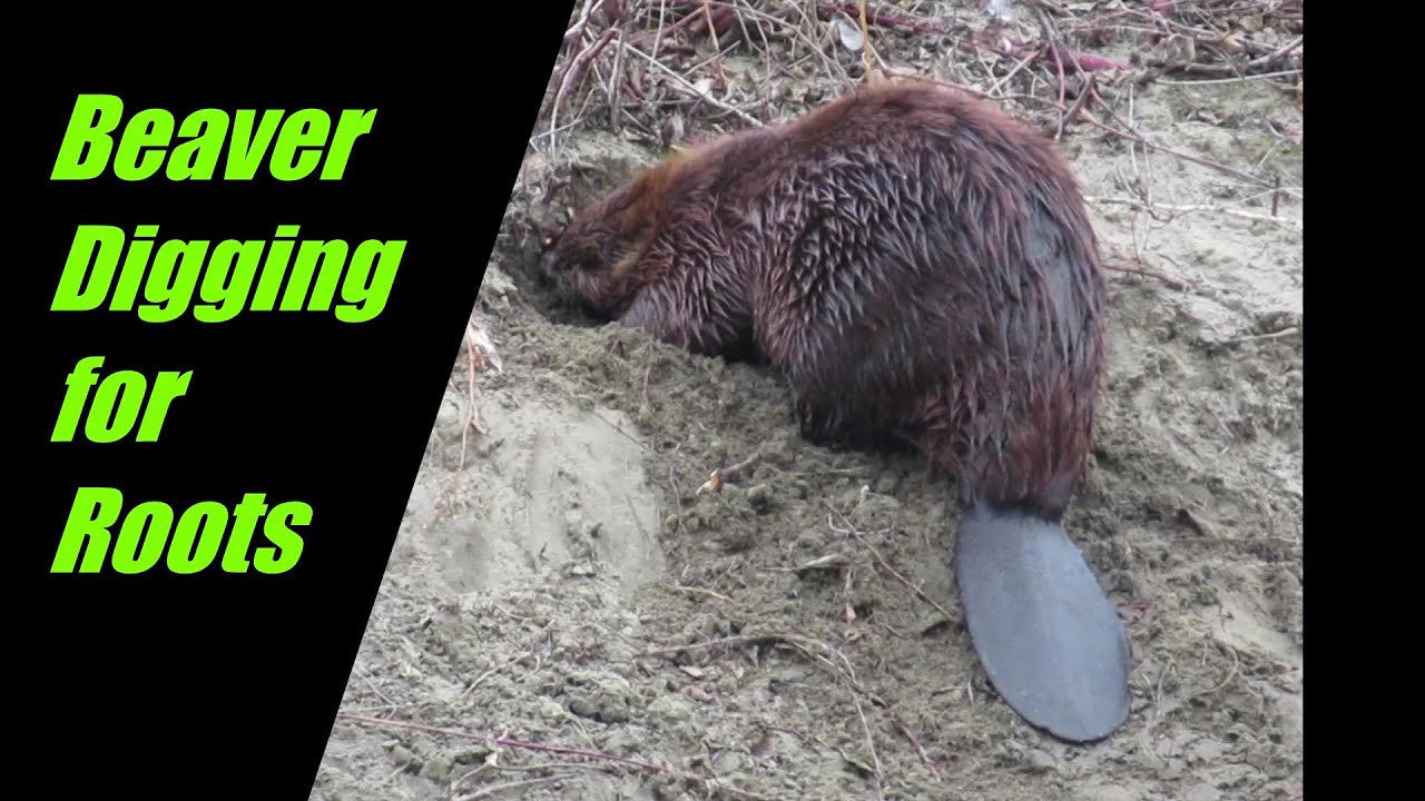 Beaver Digging For Roots on Bank (With Eating Close Up) - YouTube