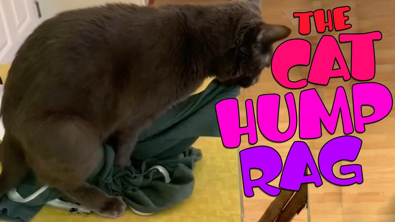 The Cat Hump Rag - YouTube