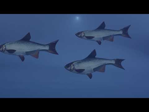 Ian Hubert tutorial fish - YouTube