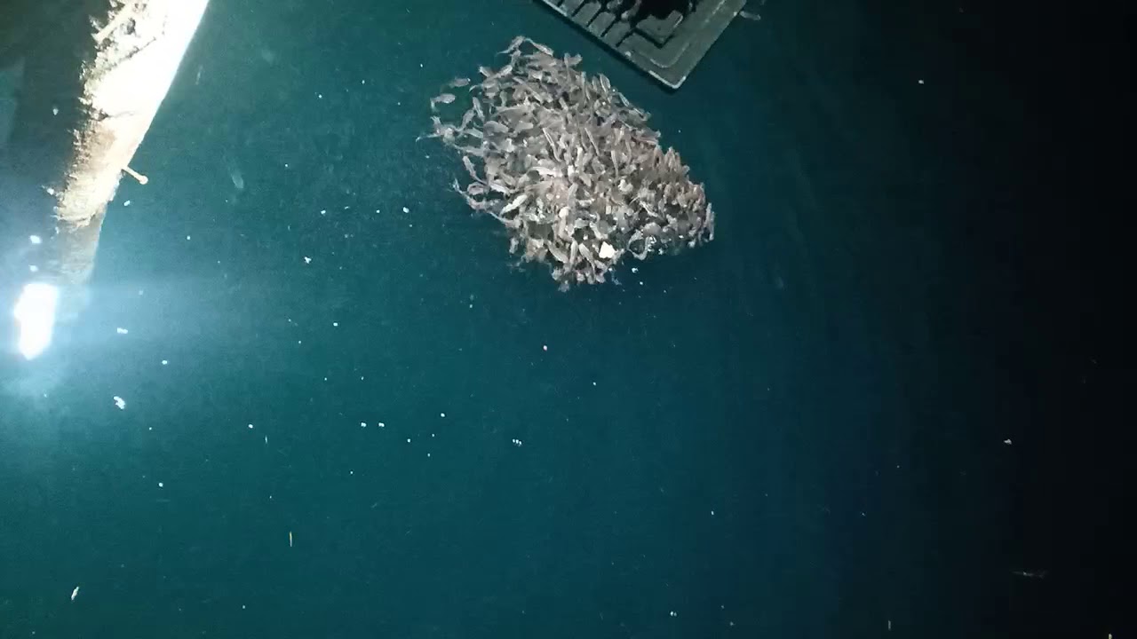 Lele Laut Menari Indah di Teluk Tomini. - YouTube