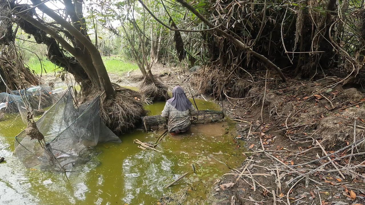 SEAKAN TAK ADA HABISNYA IKAN DI RAWA YANG SUDAH SANGAT SURUT INI ...