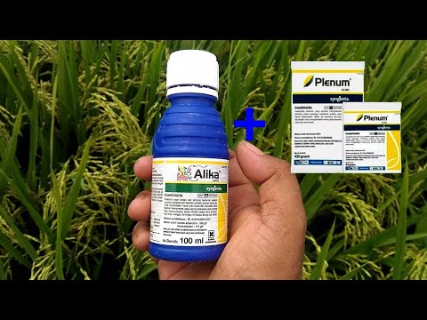 100% Guaranteed Effective Control for Rice Planthoppers and Rice Bugs