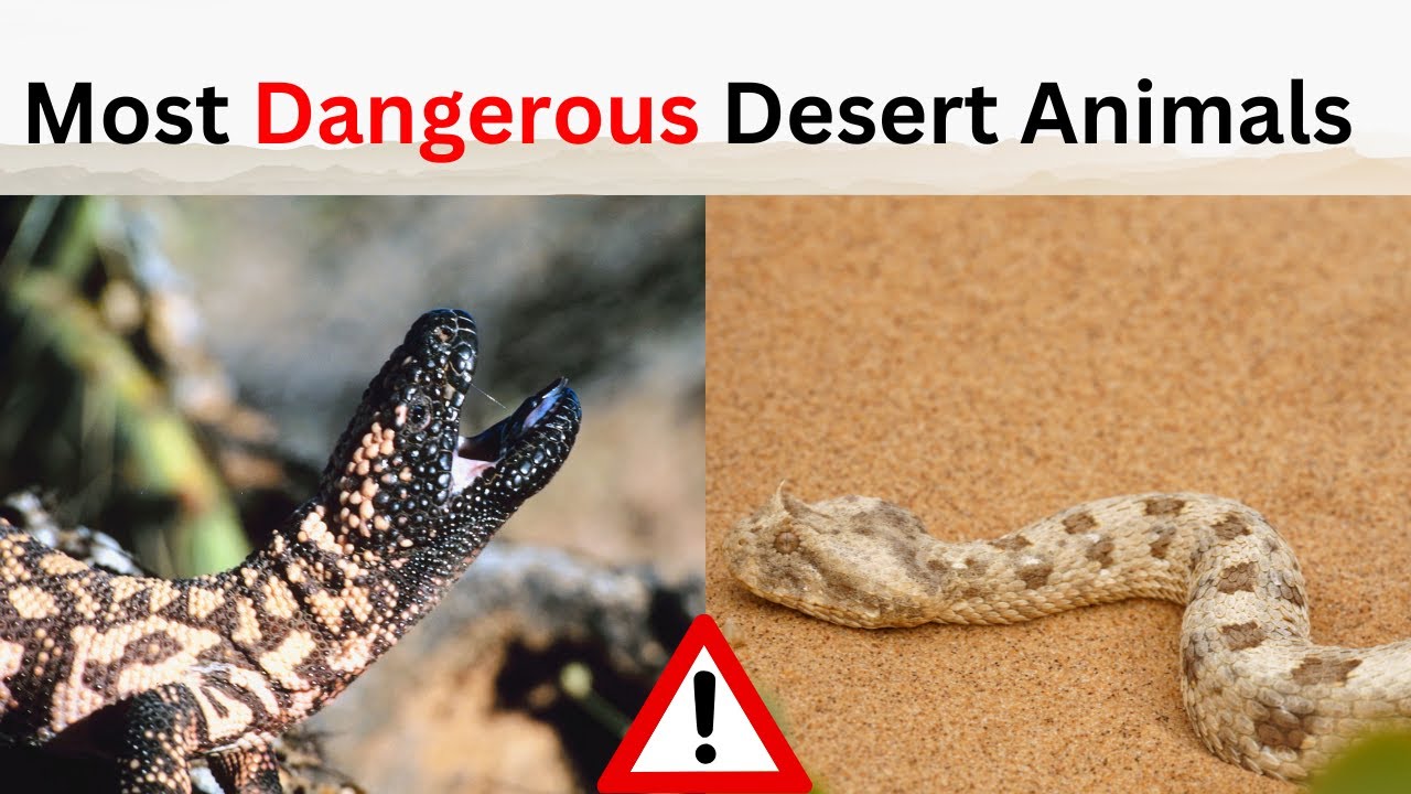 The Deadliest Desert Beasts: Unveiling Their Secrets - YouTube