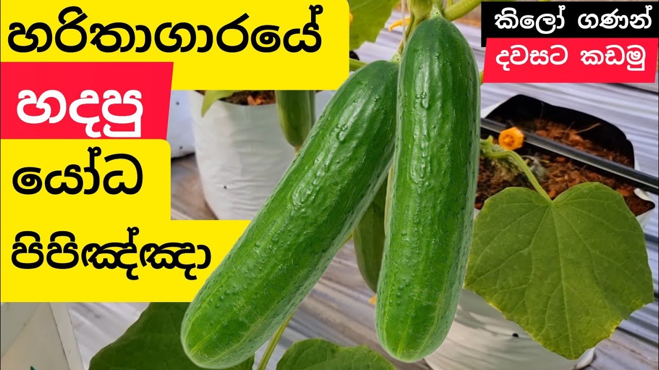 "How to Grow Cucumbers in a Greenhouse: Complete Guide for Beginners ...