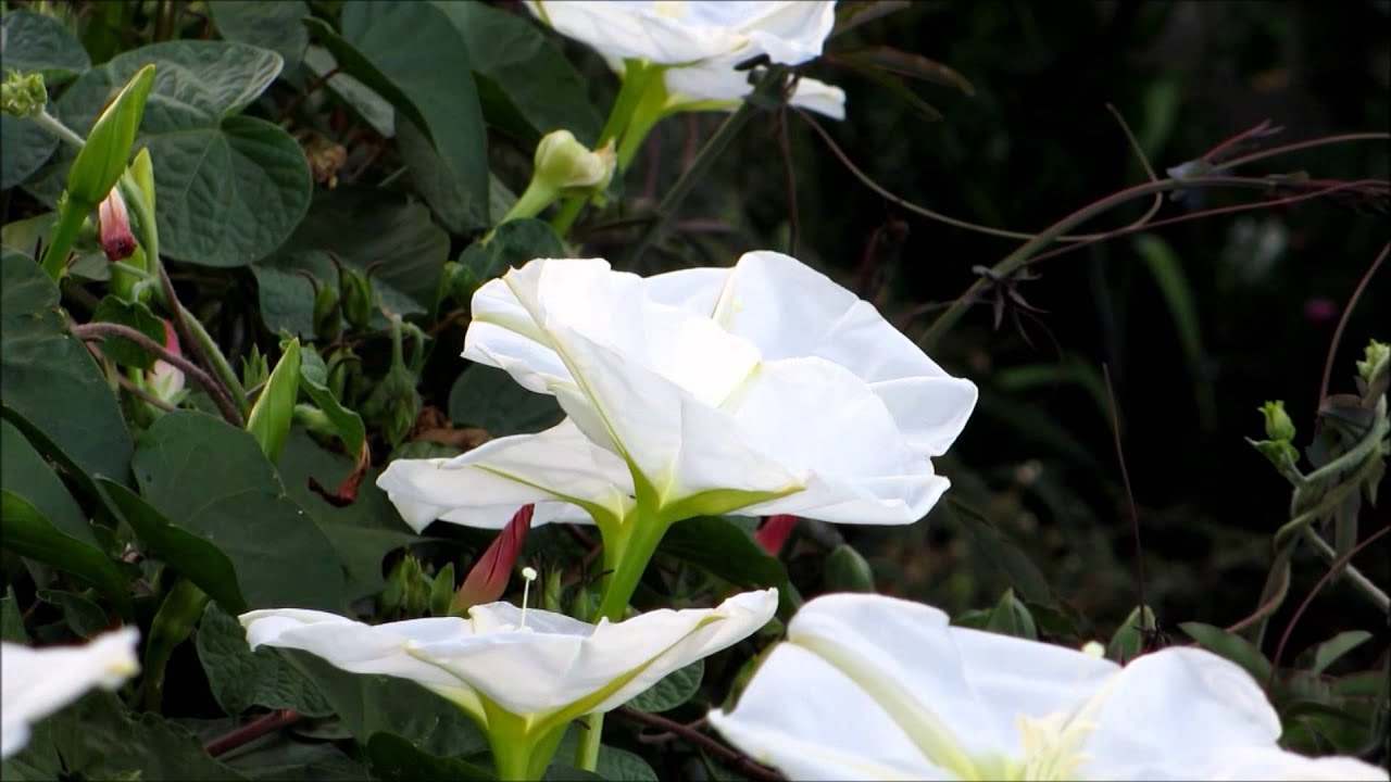 Ipomoea Alba