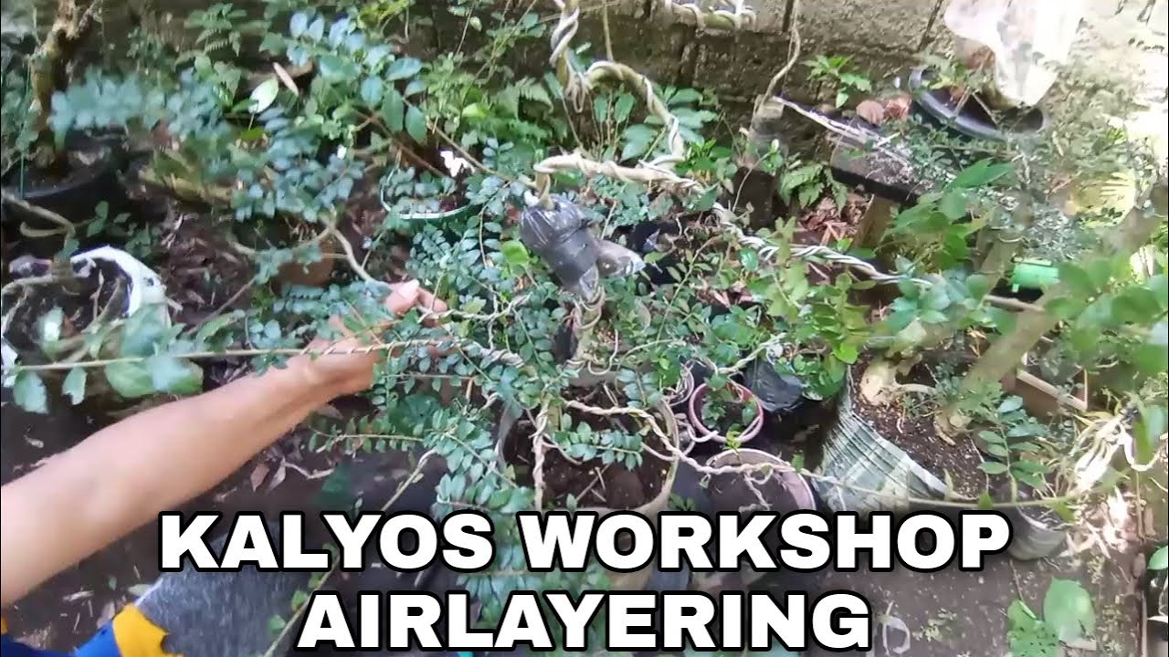 PART III-HOW TO AIRLAYER KALYOS BONSAI (STREBLUS ASPER) - YouTube
