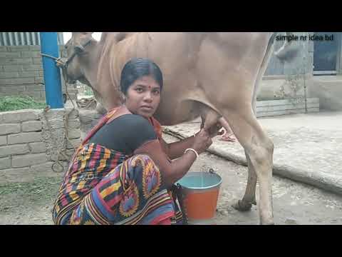 Beautiful Village  Women Milking Cow By Hand ! How to Cow  Milk Process By Hand