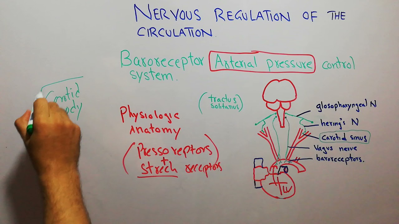 CVS physiology 121. Baroreceptor arterial pressure control system ...