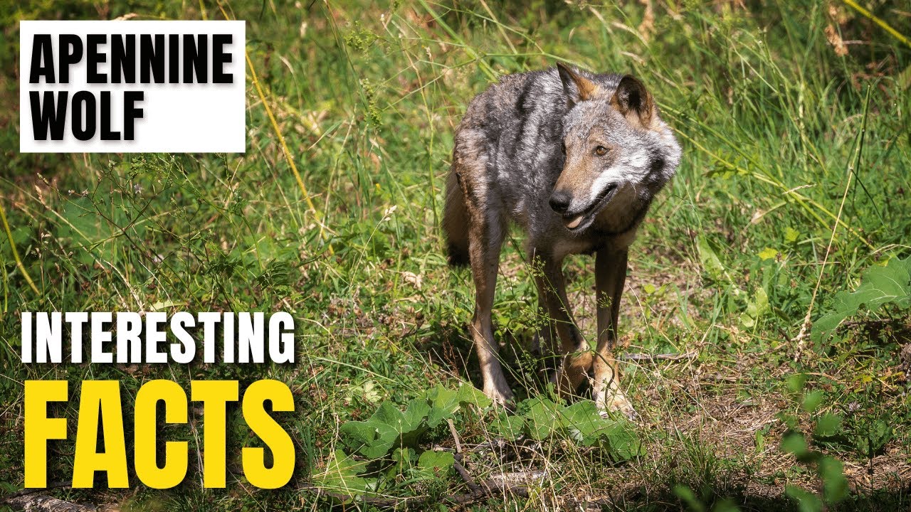 Amazing facts of Apennine Wolf | Interesting Facts | The Beast World ...