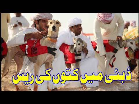 Dogs race in Dubai, Dogs race in Arab, Fast dogs in UAE - Dogs on fire ...
