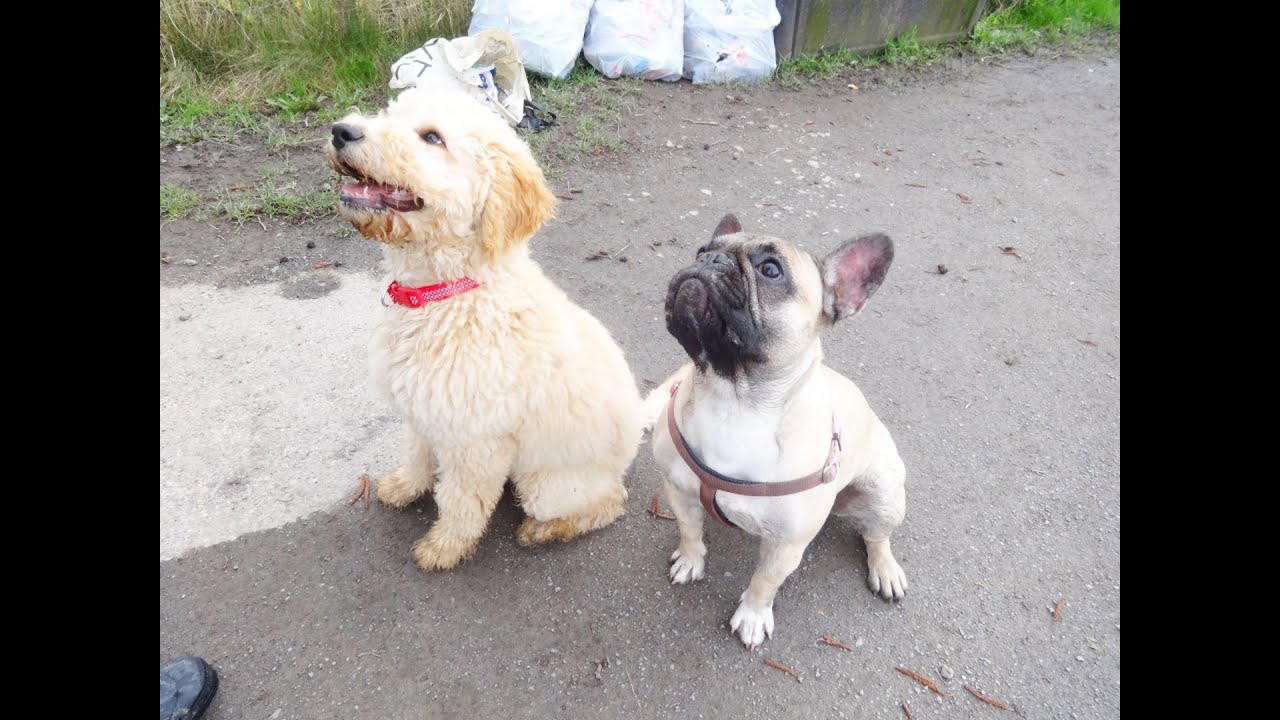 Two Frenchies and a Doodle - YouTube