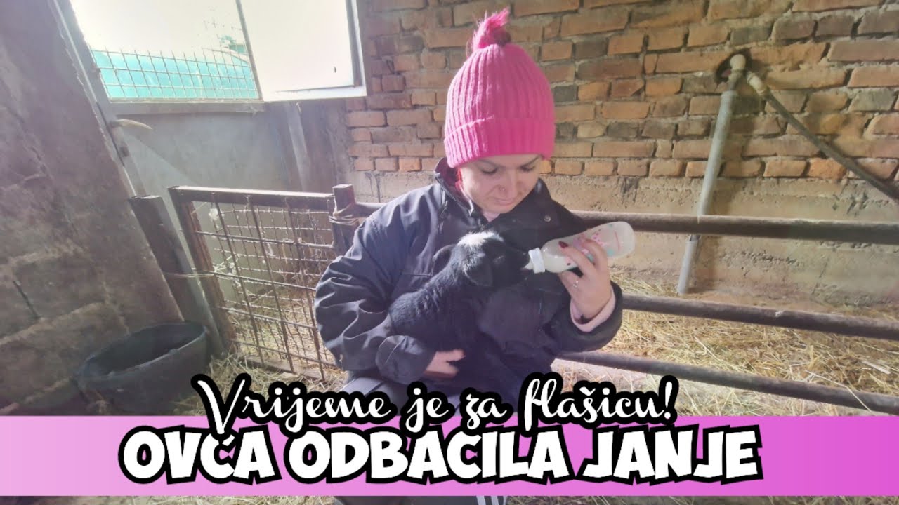 OKOLOKUĆNI POSLOVI #18 - HRANIMO JANJCE NA FLAŠICU, MELJEMO BRAŠNO ...