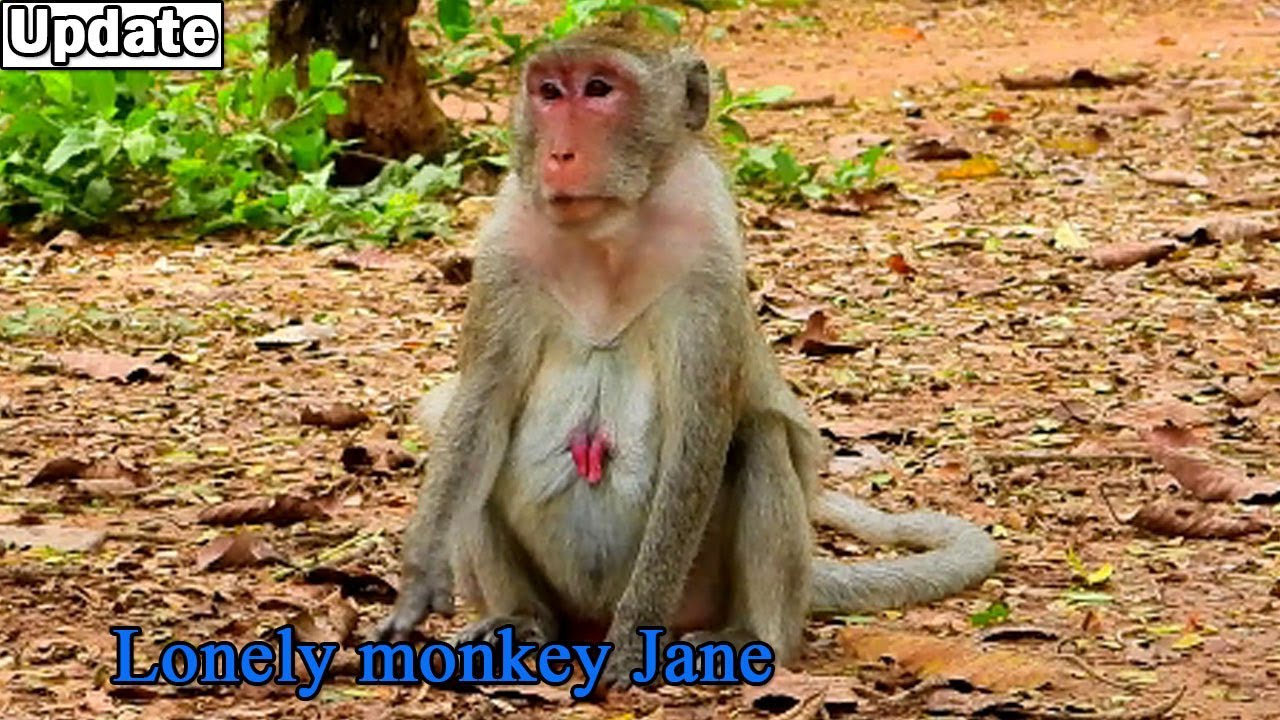 Lovely monkey JANE try release her baby Jazzy far away from her by ...
