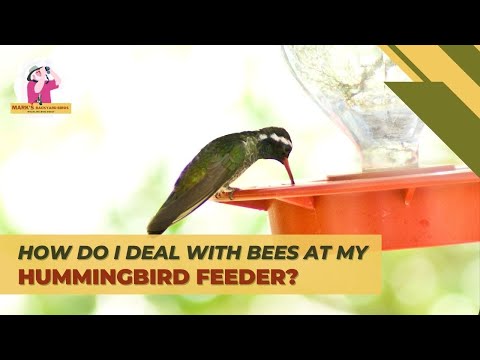Do Bees Sting Hummingbirds At Feeders
