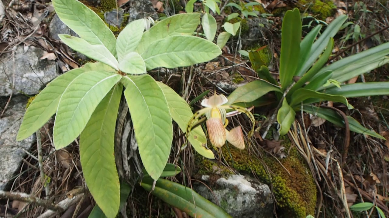 Mass blooming of Paphiopedilum stonei (video 1) - YouTube