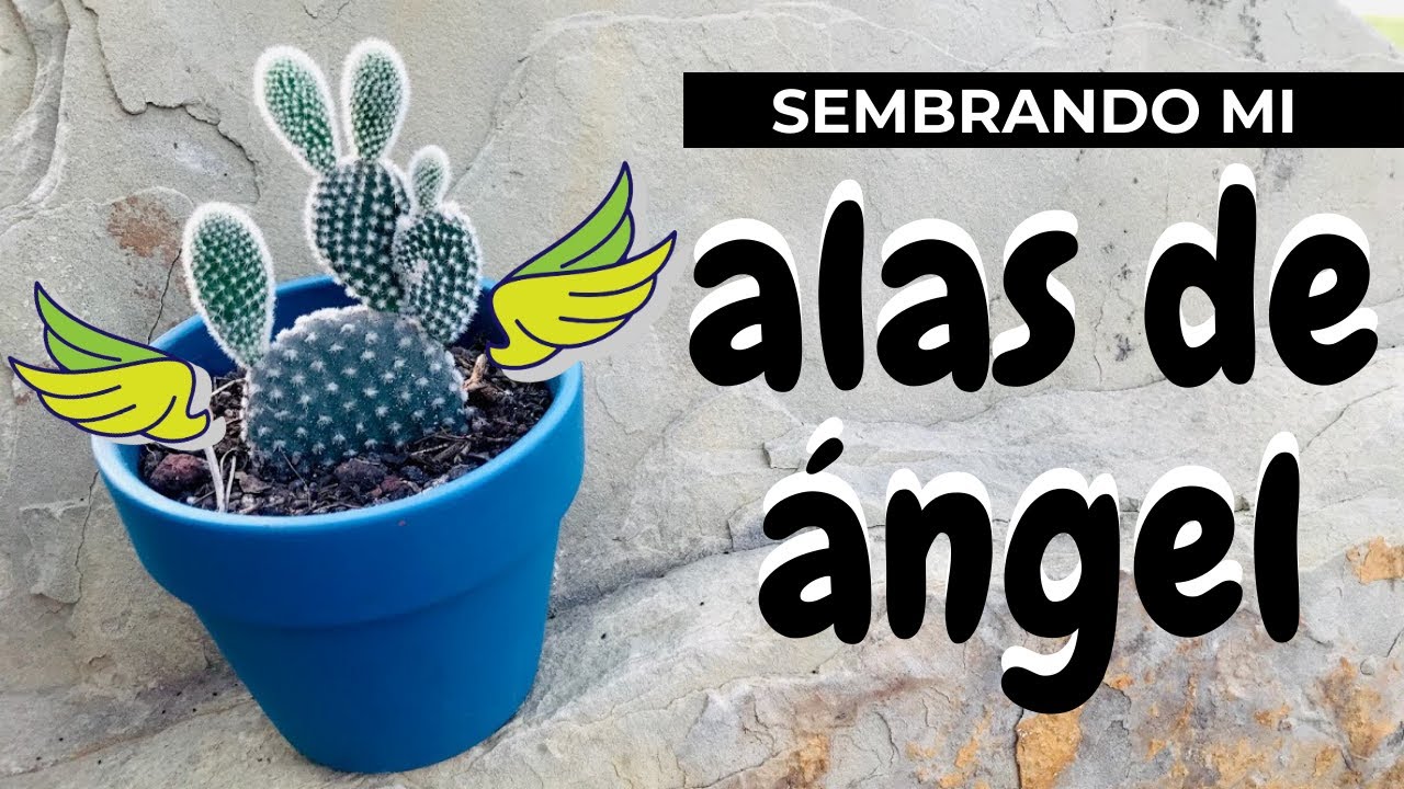 Sembrando mi cactus Alas de Ángel | Opuntia microdasys 🌵 - YouTube