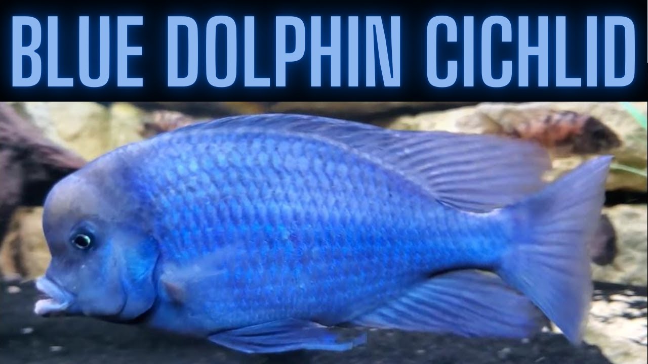 The Blue Dolphin Cichlid - Big, Blue, and Brilliant - YouTube