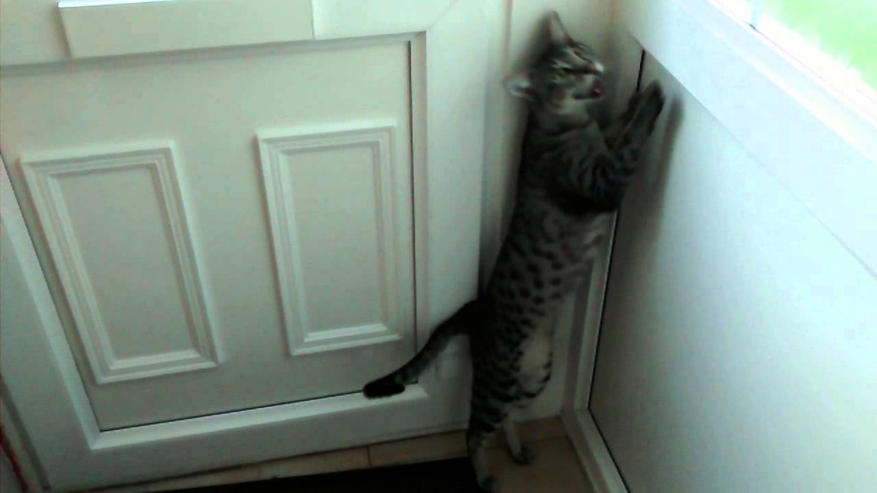Savannah cats wailing to get outside - YouTube