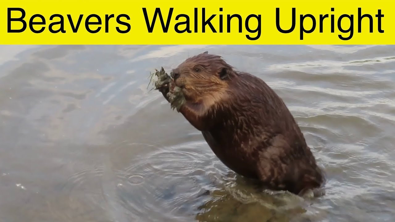 Watch All These Beavers Walking on 2 Feet - YouTube