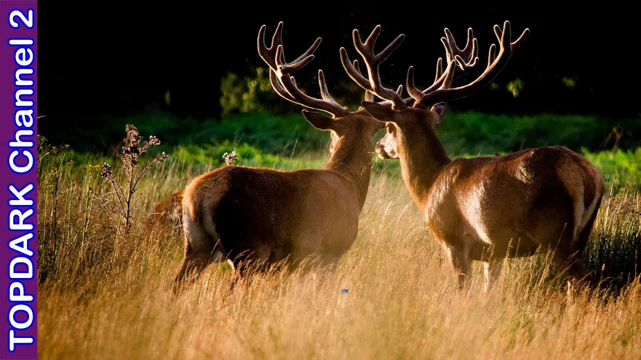 Diferentes Especies De Ciervos La Población De Ciervos De Doñana