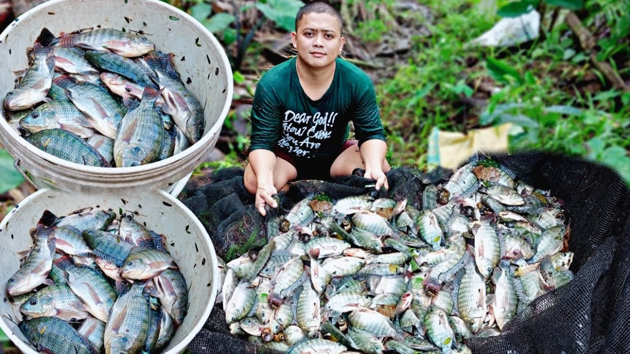 Harvesting Tilapia In The Fishpond - YouTube
