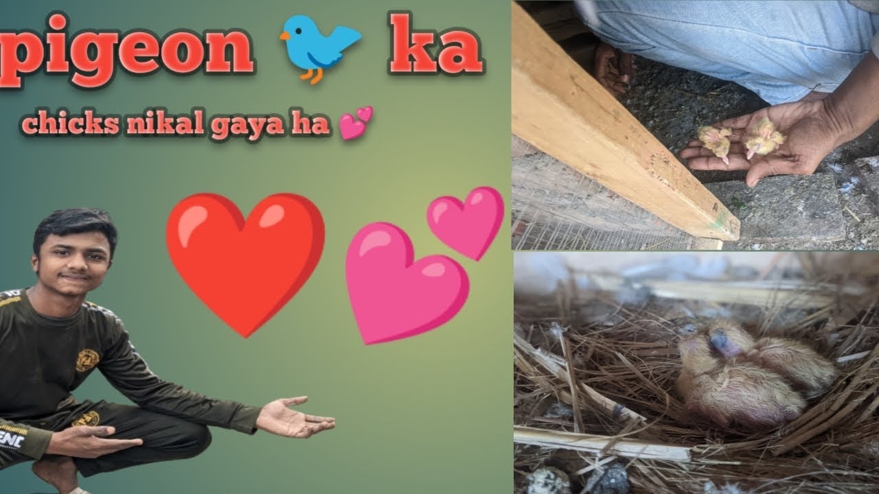 pigeon 🐦 ka chicks nikal gaya #birds #Animals #pigeon - YouTube