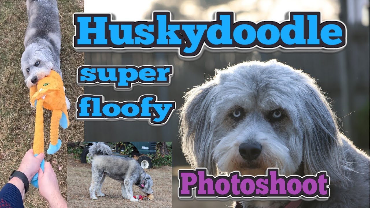 FLOOFIEST Dog I Have Ever Seen! Husky Doodle Photo/Video shoot - YouTube
