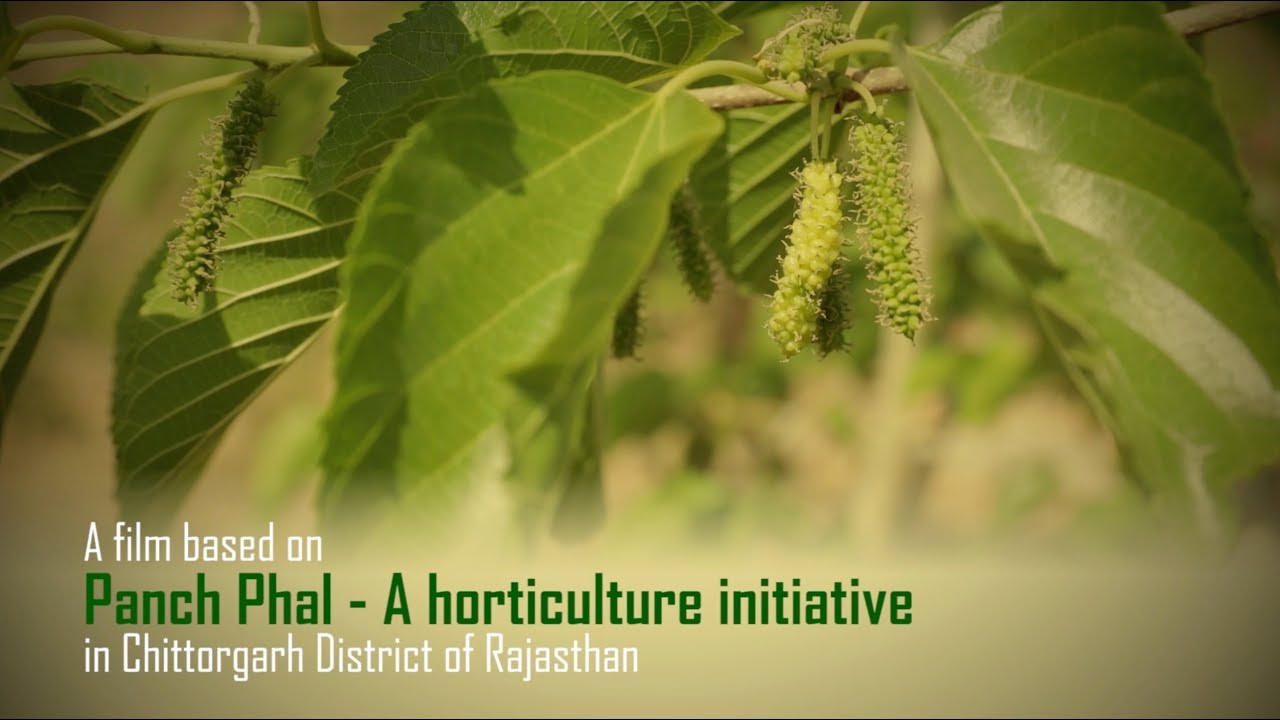 Panch Phal initiative by Rajasthan Government under MGNREGS - YouTube