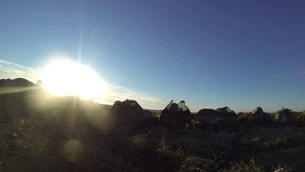Goose hunting with Mitch Hughes - YouTube