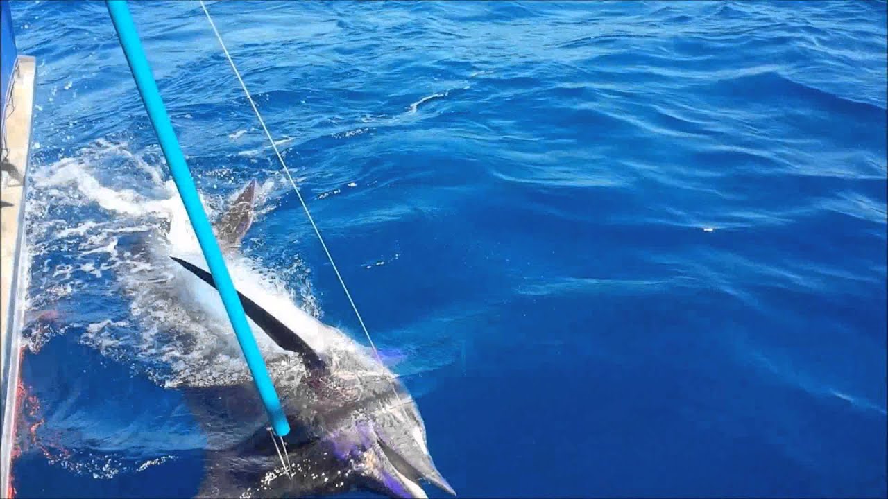 CRESTED WAVE BLUE MARLIN 250KG - YouTube