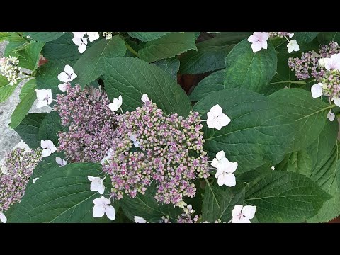 Ortanca,Ortanca çiçeği, Dağ ortancası,Ortanca çeşitleri, Ortanca nasıl yetiştirilir,